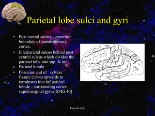 Parietal lobe | PPT