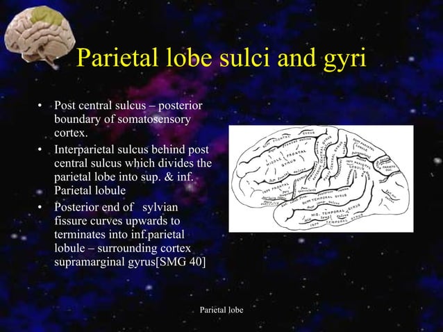 Parietal lobe | PPT
