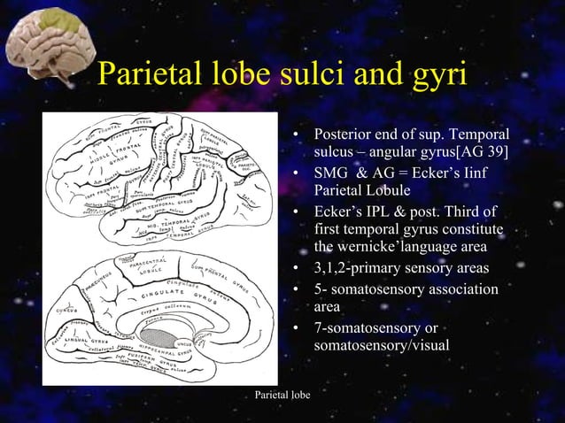 Parietal lobe | PPT