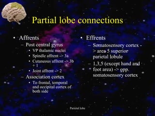 Parietal lobe | PPT