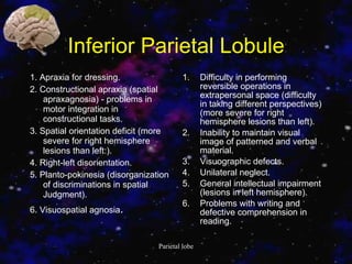 Inferior Parietal Lobule Mri