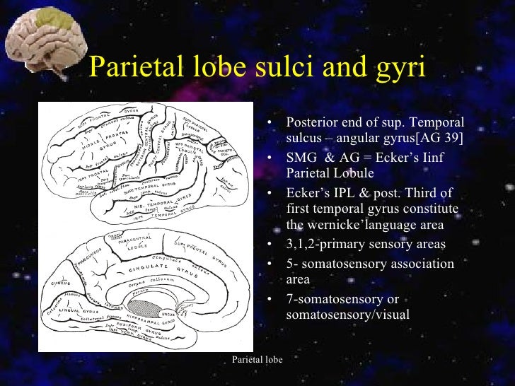Parietal lobe