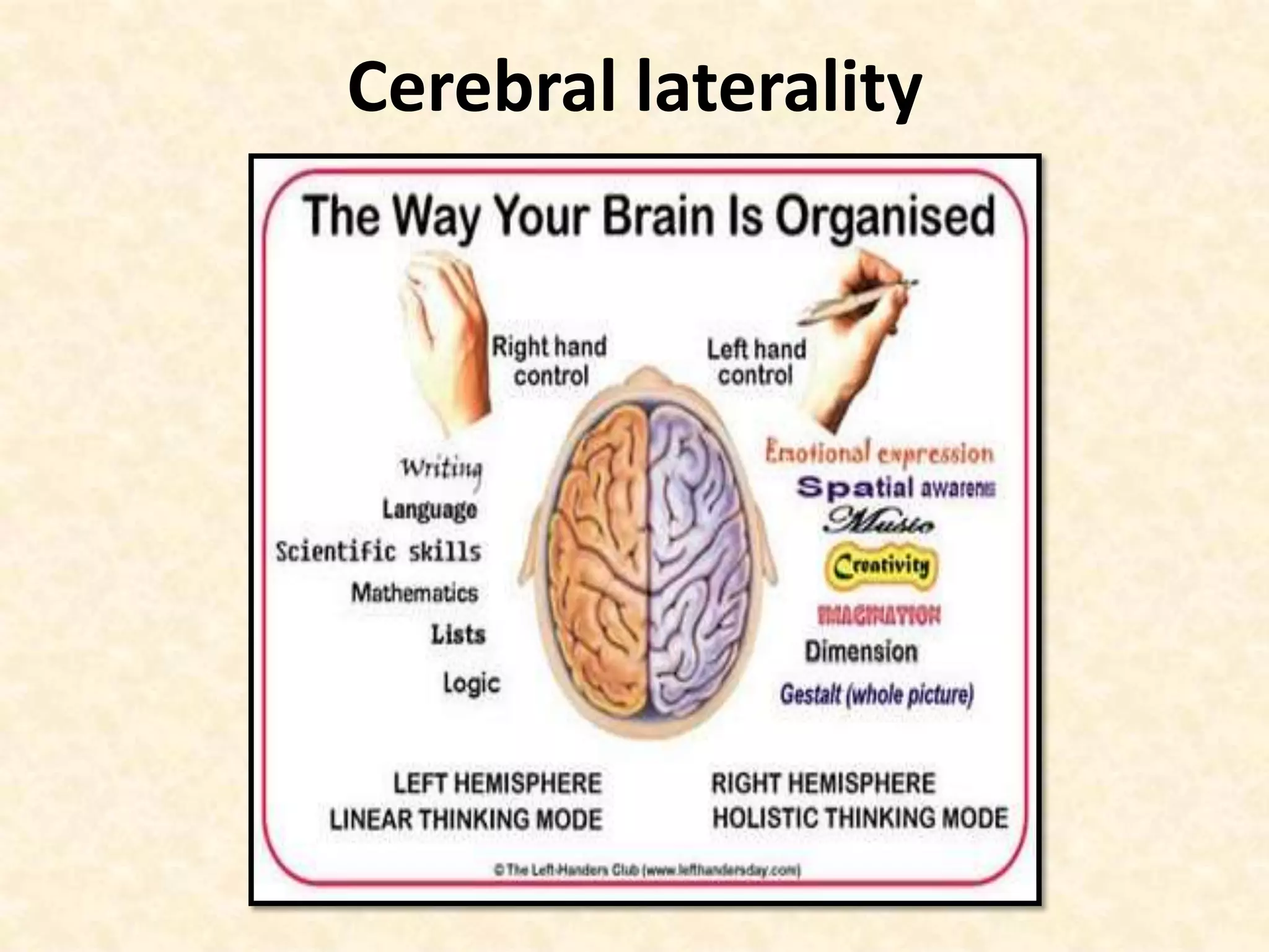 Parietal lobe and its functions | PPTX