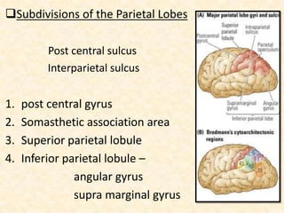 Parietal lobe and its functions | PPTX