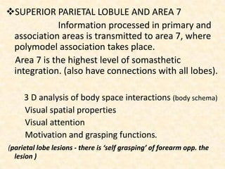 Superior Parietal Lobule Function