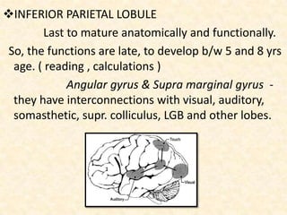 Superior Parietal Lobule Function