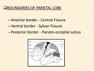 Superior Parietal Lobule Function