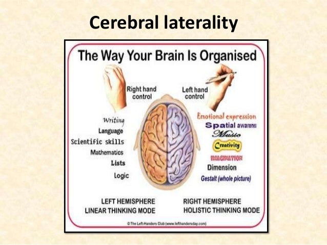 Parietal lobe and its functions