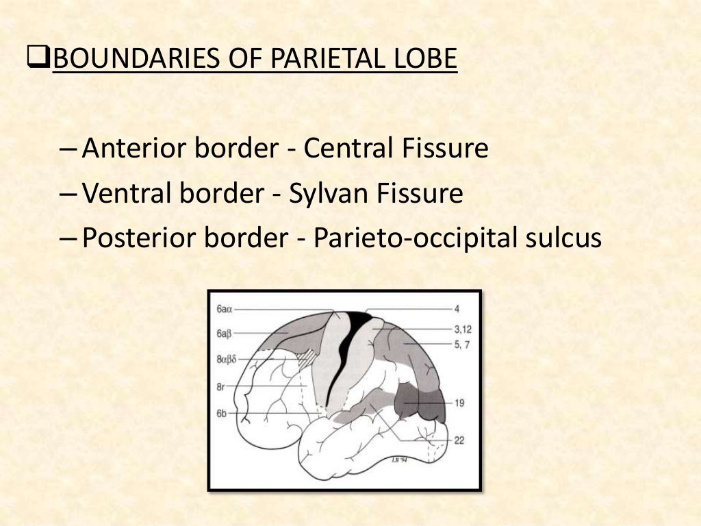Parietal lobe and its functions