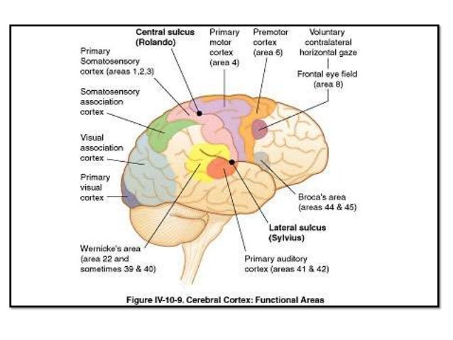 Parietal lobe and its functions