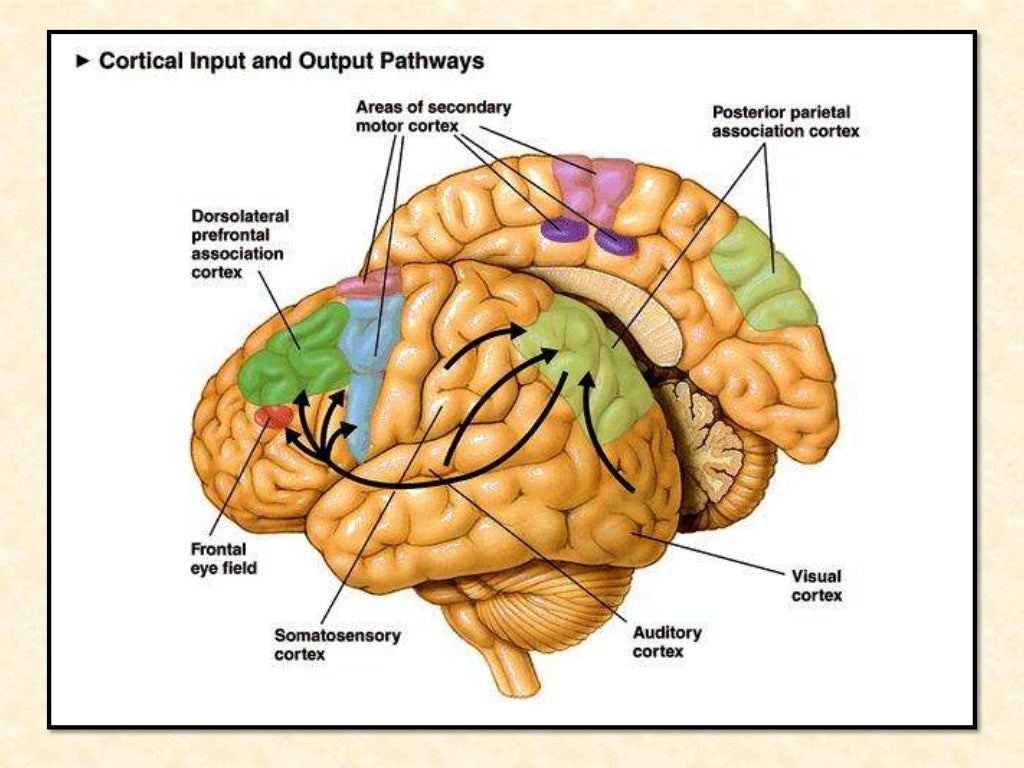 Parietal lobe and its functions