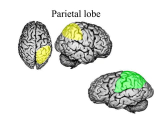 Parietal lobe.ppt