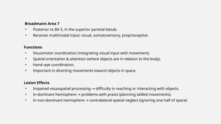 Parietal lobe anatomy and clinical correlations | PPTX