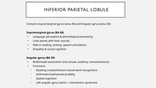 Parietal lobe anatomy and clinical correlations | PPTX