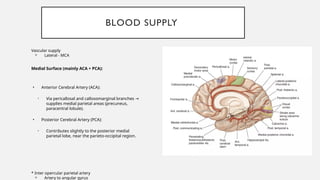 Parietal lobe anatomy and clinical correlations | PPTX
