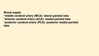 Parietal lobe anatomy of parietal lobe of brain mostly focussing on ...