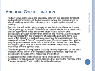 Parietal lobe 2010 | PPT