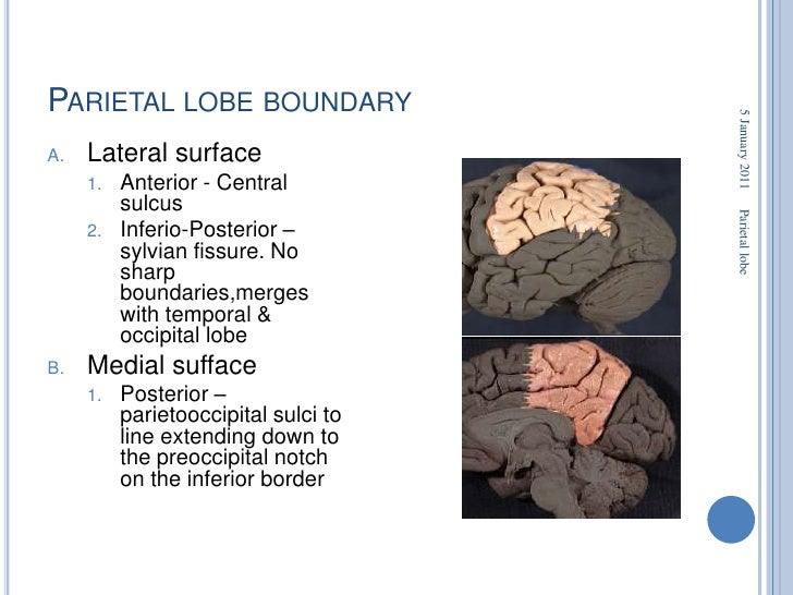 Parietal lobe 2010