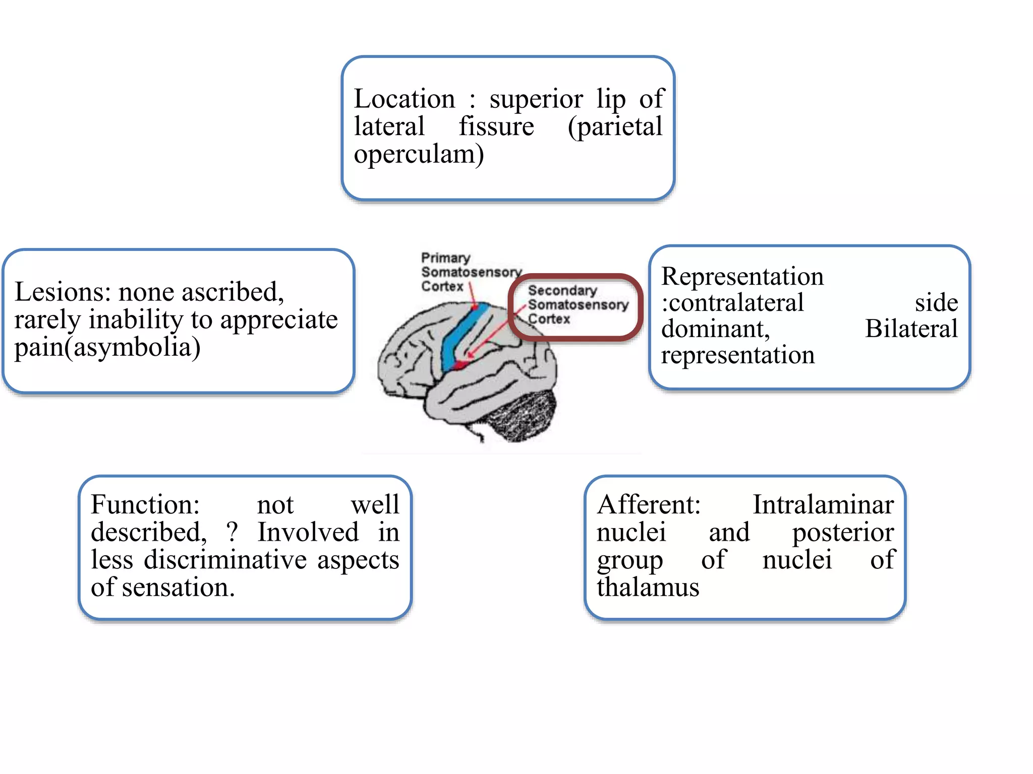 Parietal Lobe Anatomy 16 jan 2019 Ashish | PPTX