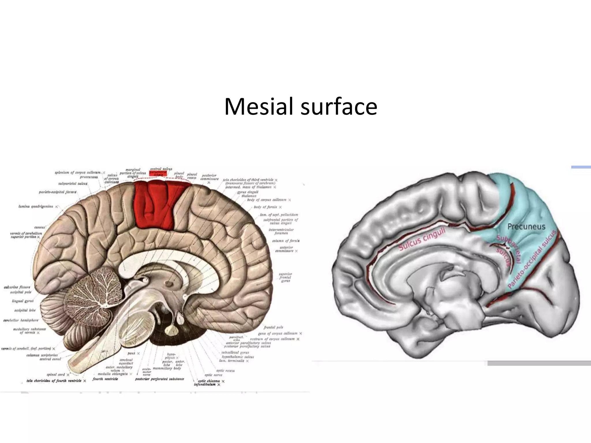 Parietal Lobe Anatomy 16 jan 2019 Ashish | PPTX