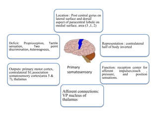 Parietal Lobe Anatomy 16 jan 2019 Ashish | PPTX