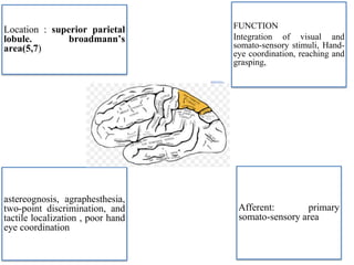 Parietal Lobe Anatomy 16 jan 2019 Ashish | PPTX