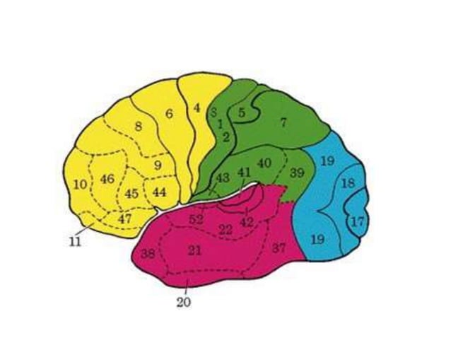 Parietal Lobe Anatomy 16 jan 2019 Ashish | PPT