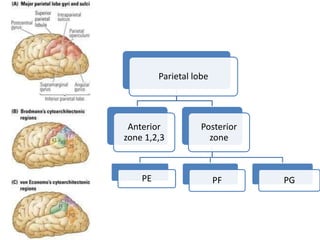 Parietal Lobe Anatomy 16 jan 2019 Ashish | PPTX