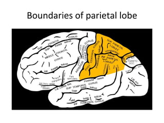 Parietal Lobe Diagram