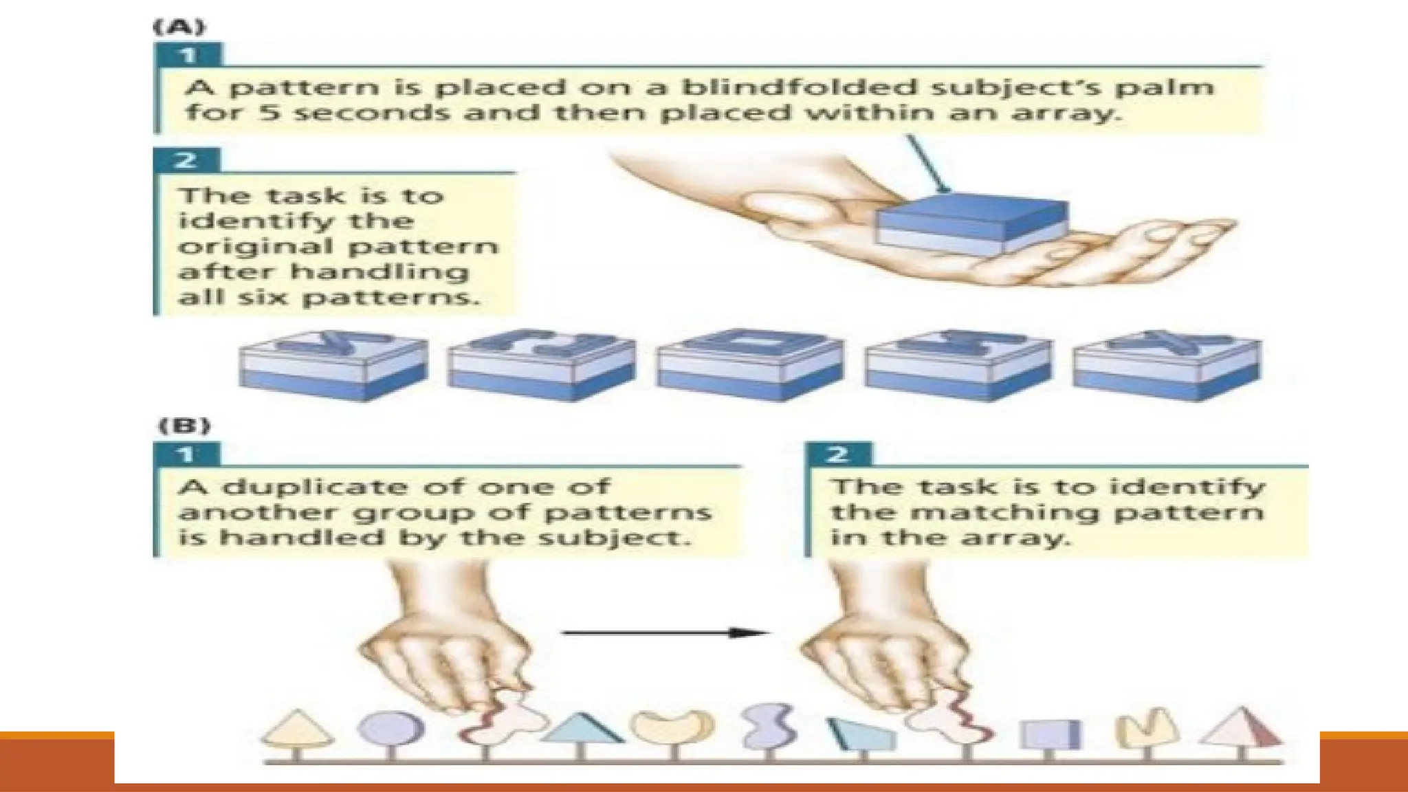 Parietal lobe functions and tests for assessment.pptx