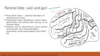 Parietal lobe functions and tests for assessment.pptx