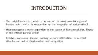 Parietal lobe functions and tests for assessment.pptx