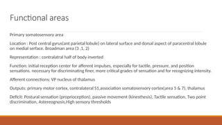 Parietal lobe functions and tests for assessment.pptx