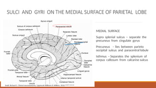 Parietal lobe functions and tests for assessment.pptx