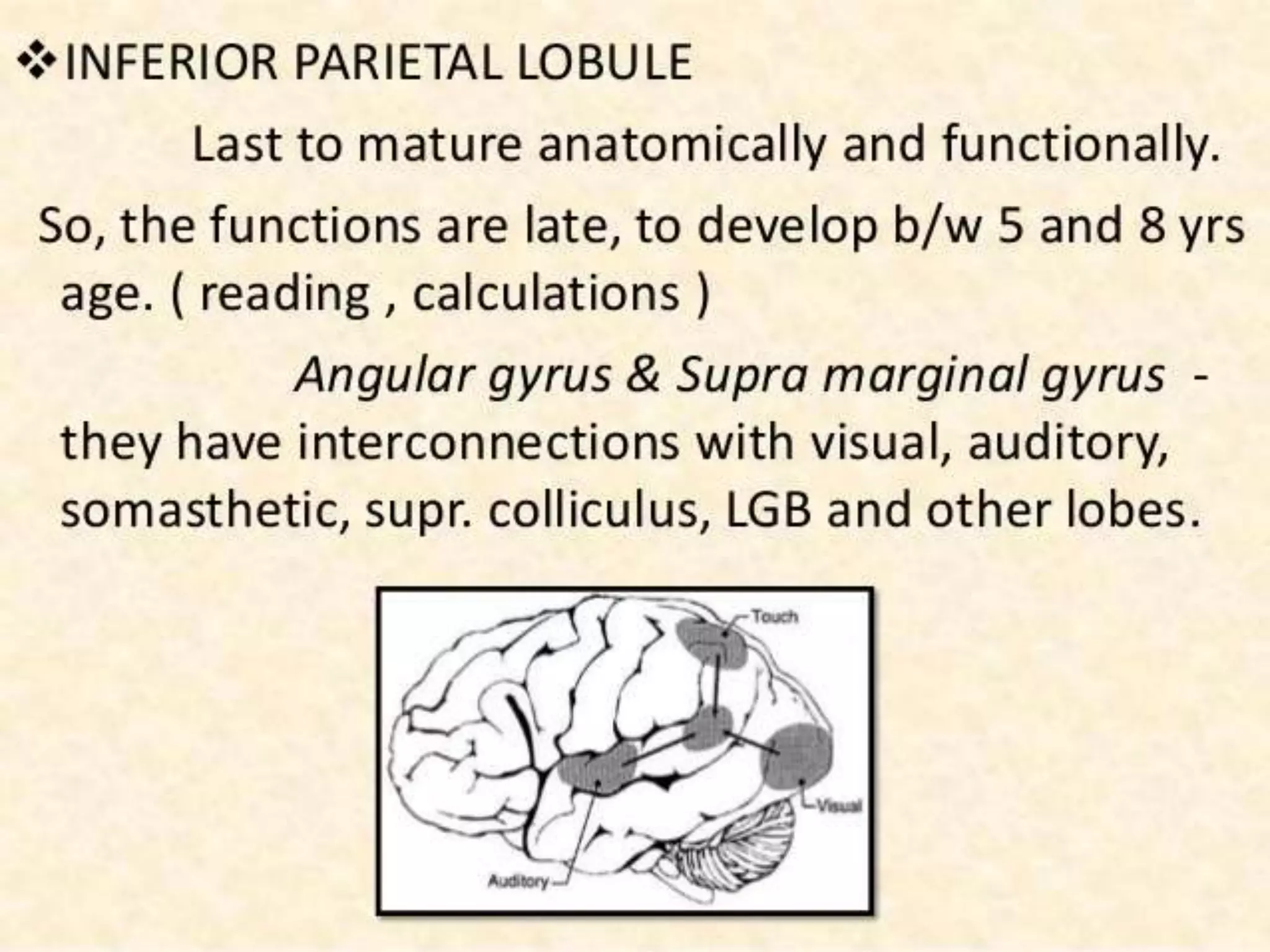 Parietal lobe ppt | PPTX