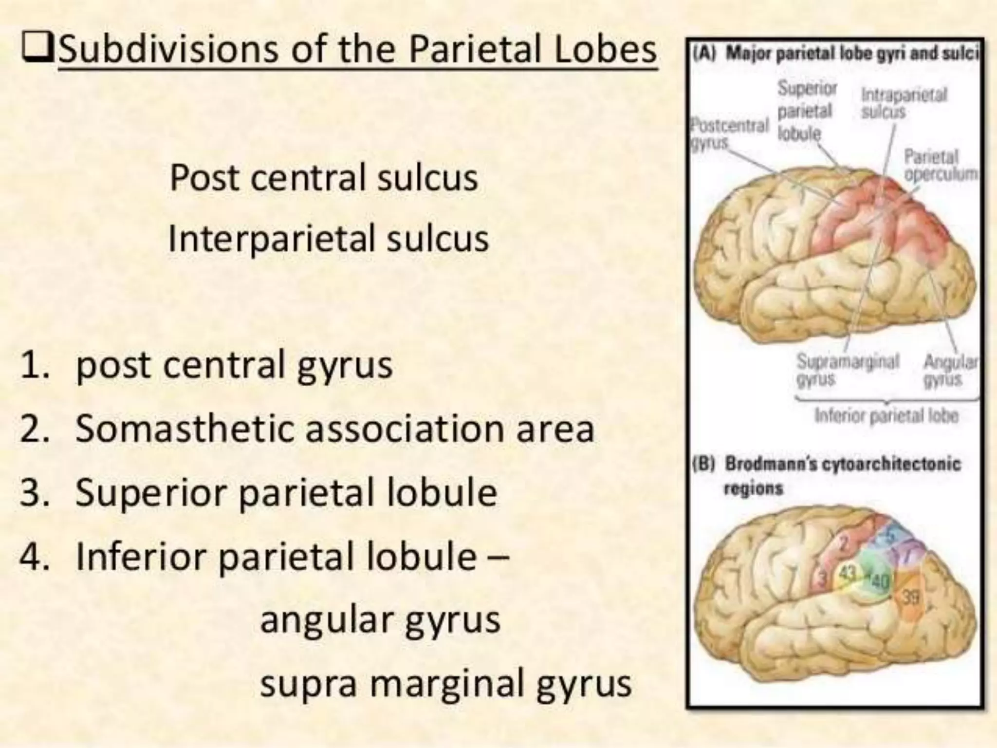 Parietal lobe ppt | PPTX