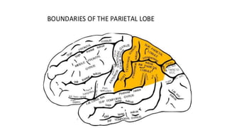 Parietal Lobe SIgns 24_7_18 | PPTX