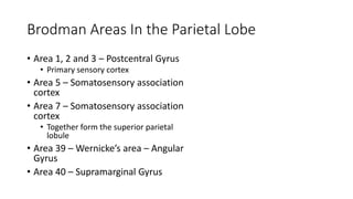 Parietal Lobe SIgns 24_7_18 | PPTX
