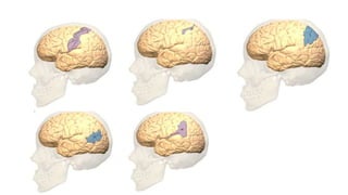 Parietal Lobe SIgns 24_7_18 | PPTX