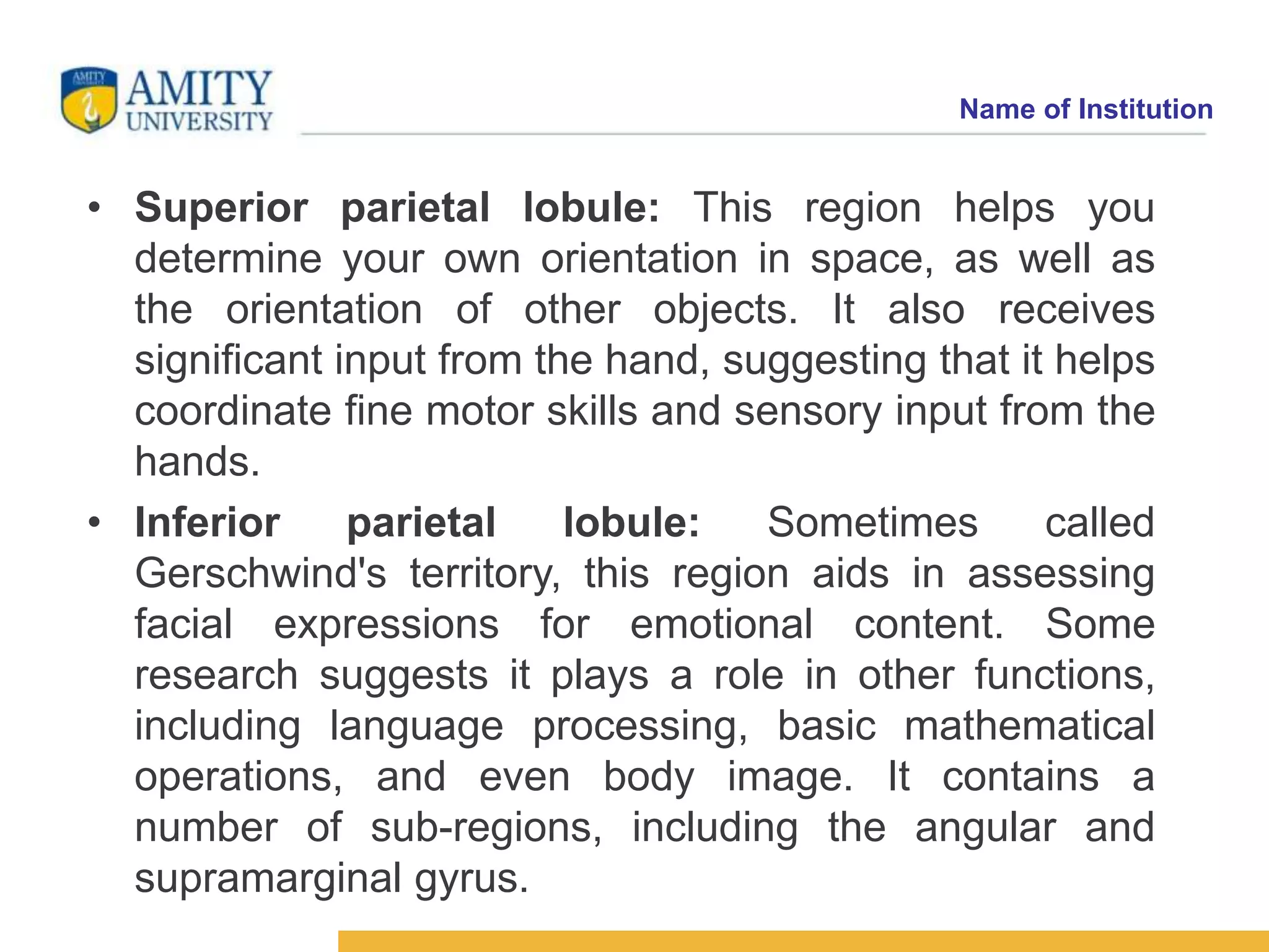 Parietal _ Occipital Lobe.ppt