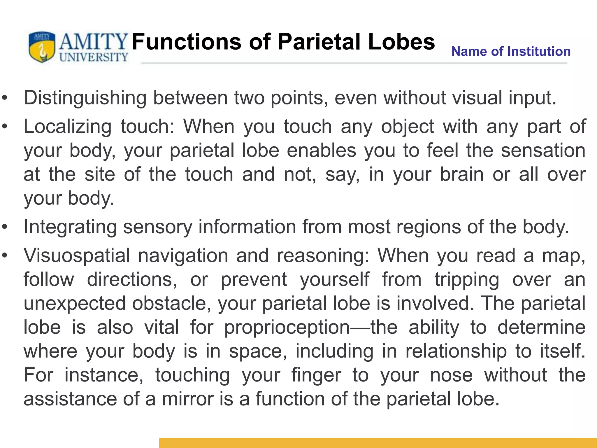 Parietal _ Occipital Lobe.ppt