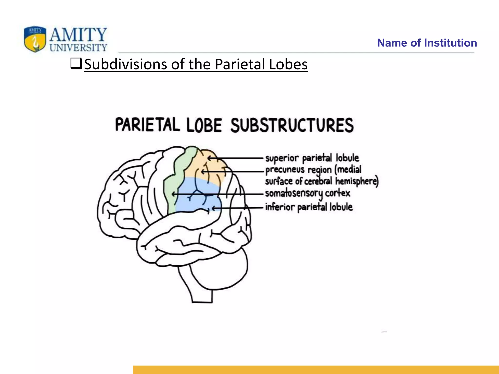 Parietal _ Occipital Lobe.ppt