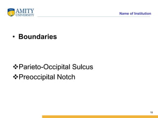 Parietal _ Occipital Lobe.ppt