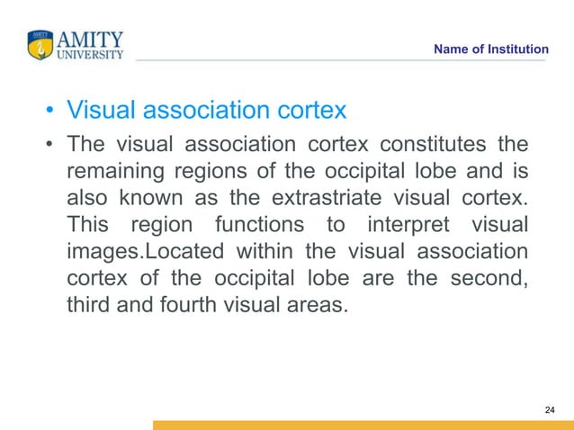 Parietal _ Occipital Lobe.ppt