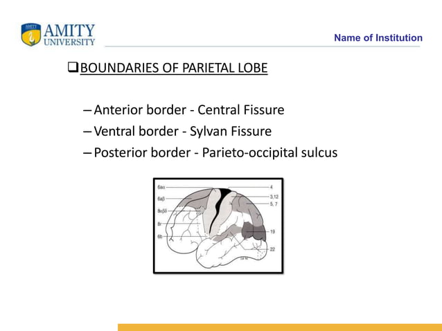 Parietal _ Occipital Lobe.ppt