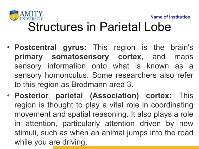 Parietal _ Occipital Lobe.ppt