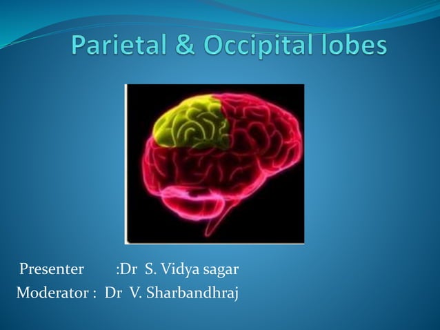 Parietal & occipital lobes | PPT