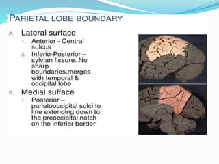 Parietal & occipital lobes | PPT
