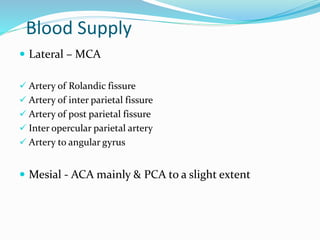 Parietal & occipital lobes | PPT