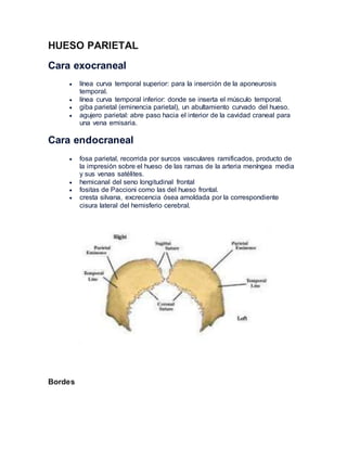 Parietal y frontal | DOCX